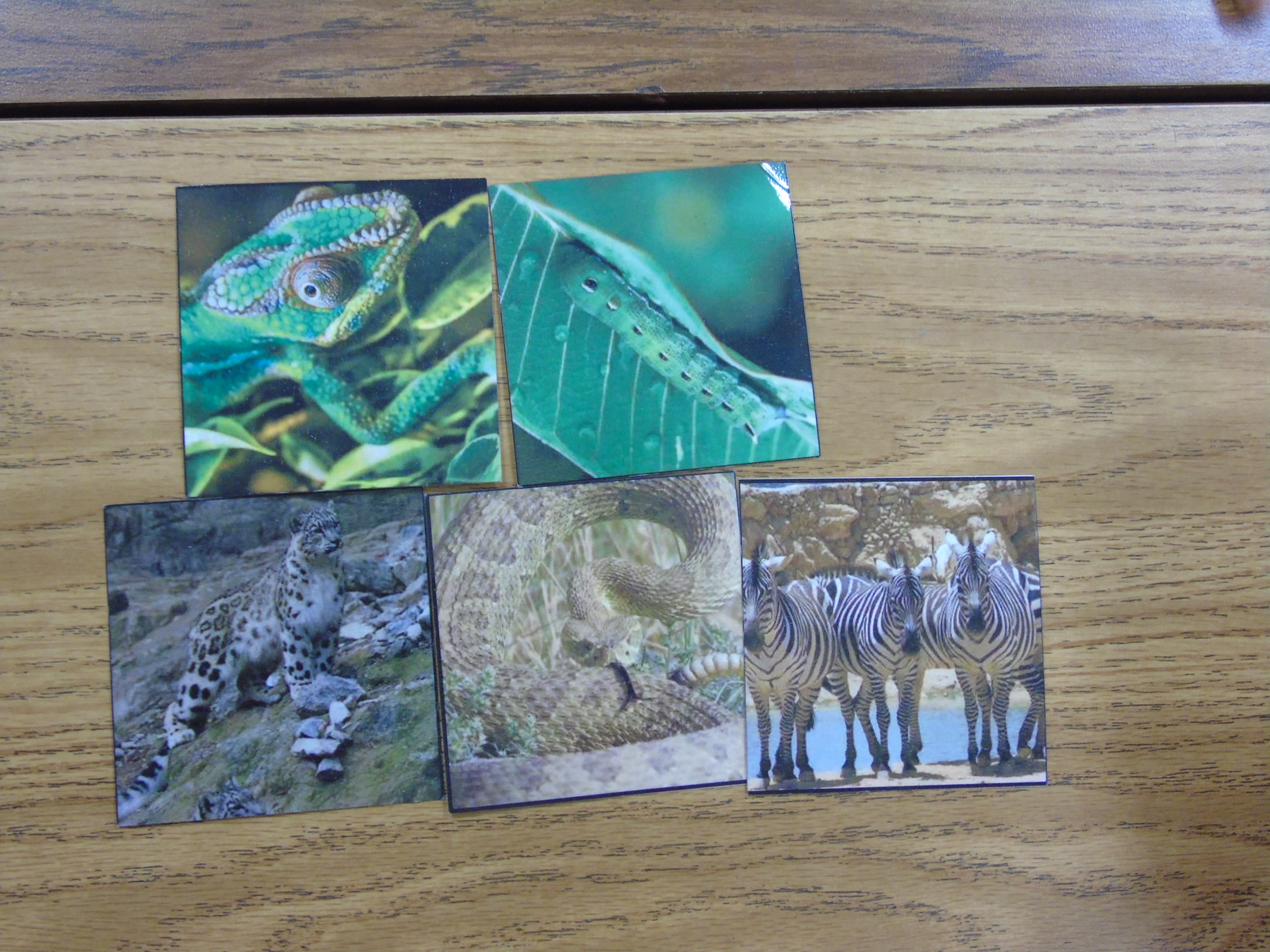 Developing Higher Order Thinking Skills with Sorting Activities – Little Smarticle Particles